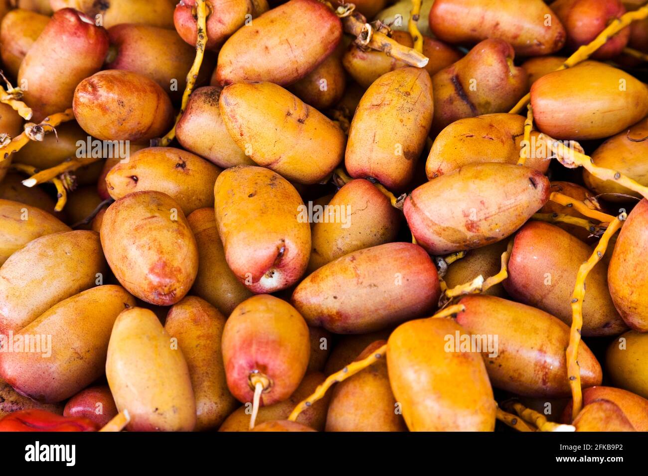 date palm (Phoenix dactylifera), ripe dates Stock Photo - Alamy