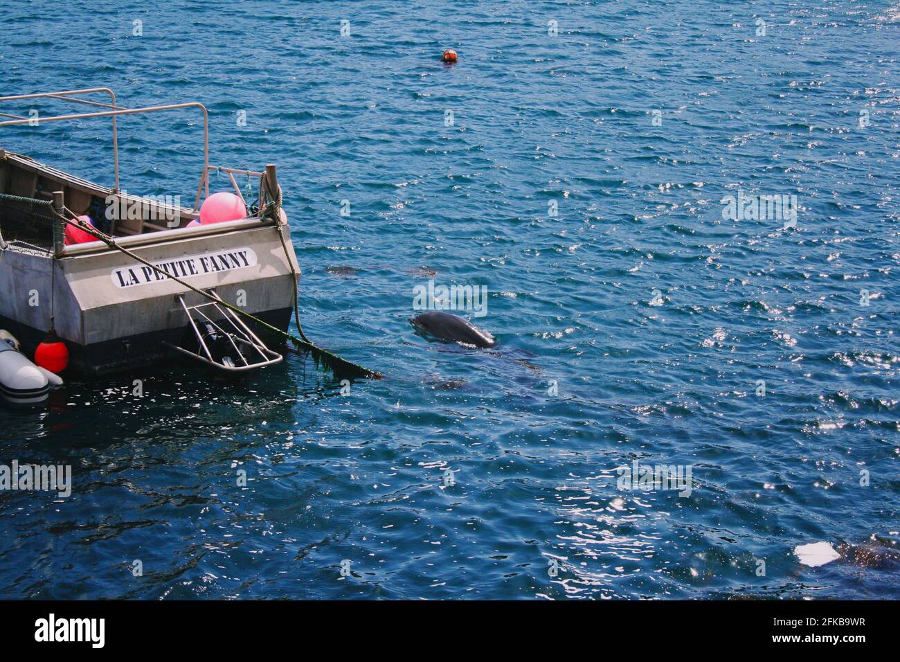Dolphin and boat in blue ocean. Brittany France Stock Photo - Alamy