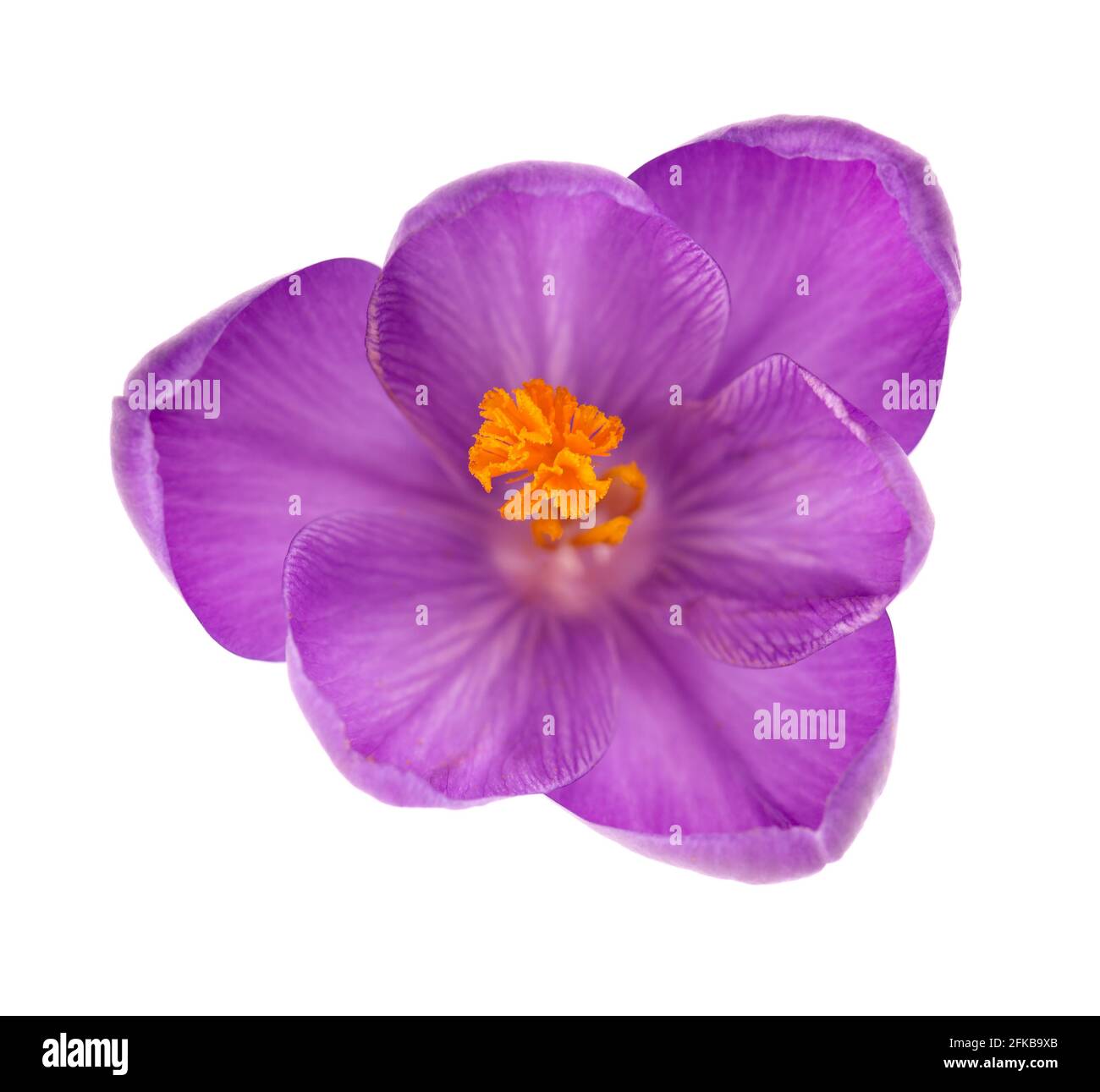 Crocus flower isolated on white background. Close up of saffron flower ...