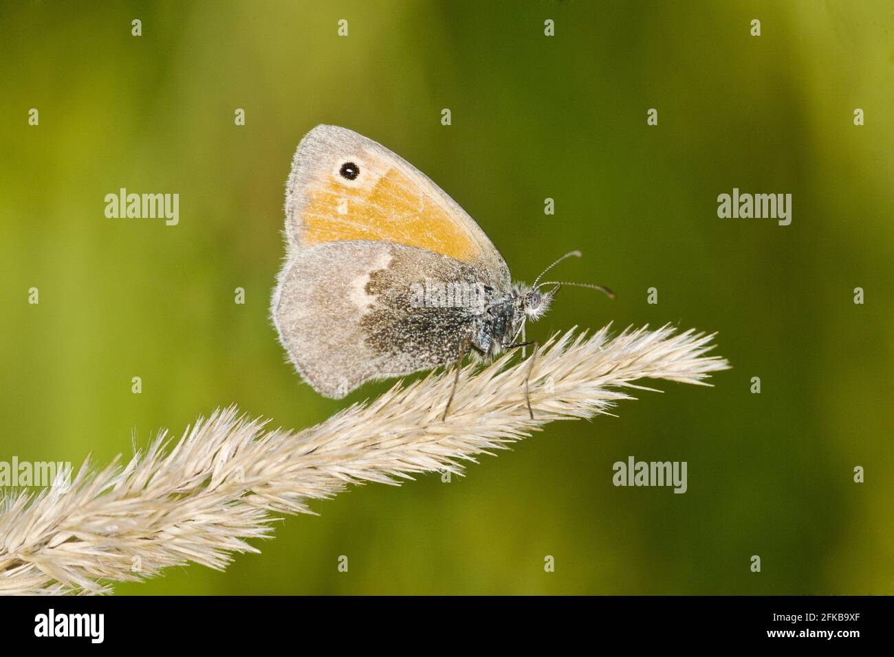 small heath (Coenonympha pamphilus), sitting on a grass panicle ...