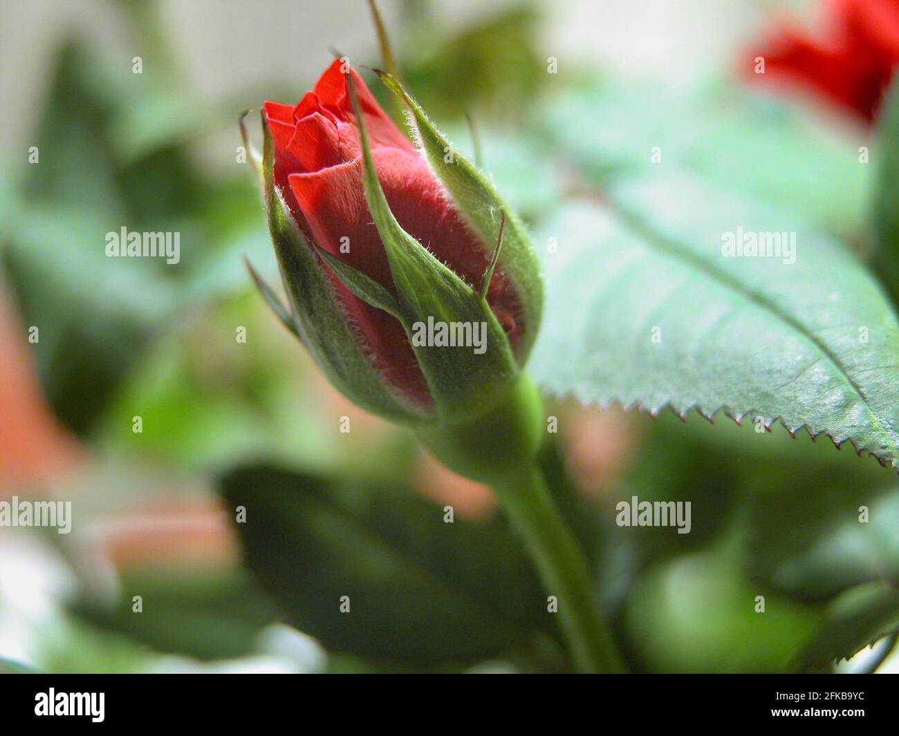 Red bud blooms hi-res stock photography and images - Alamy
