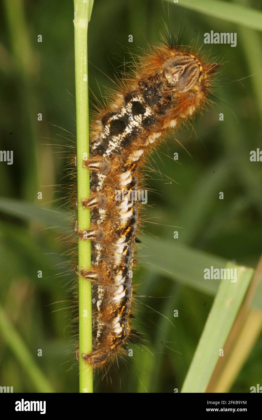 The Drinker (Philudoria potatoria, Euthrix potatoria), caterpillar ...