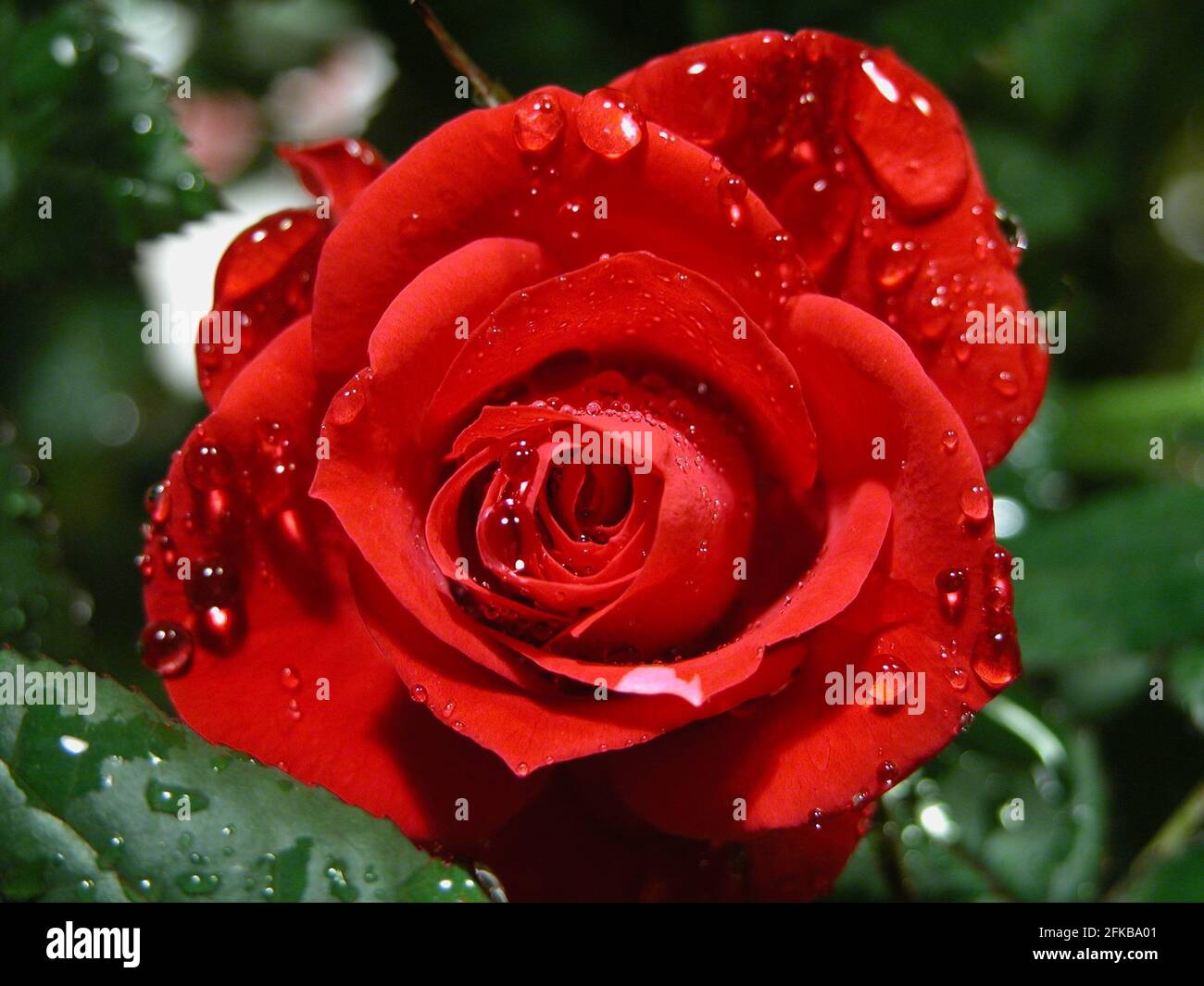 Red roses flower waterdrops hi-res stock photography and images - Alamy