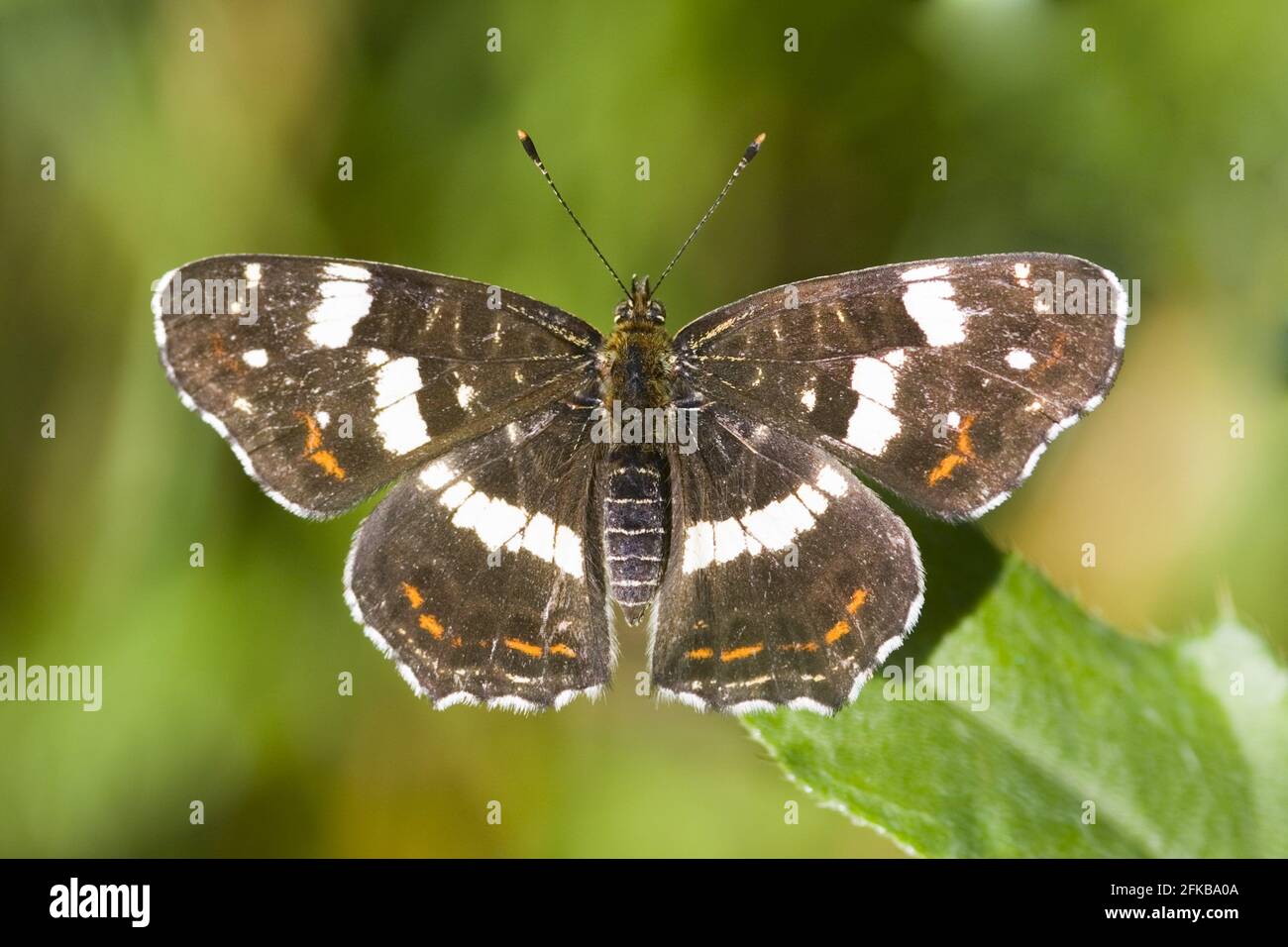 Dorsal view of butterfly hi-res stock photography and images - Alamy