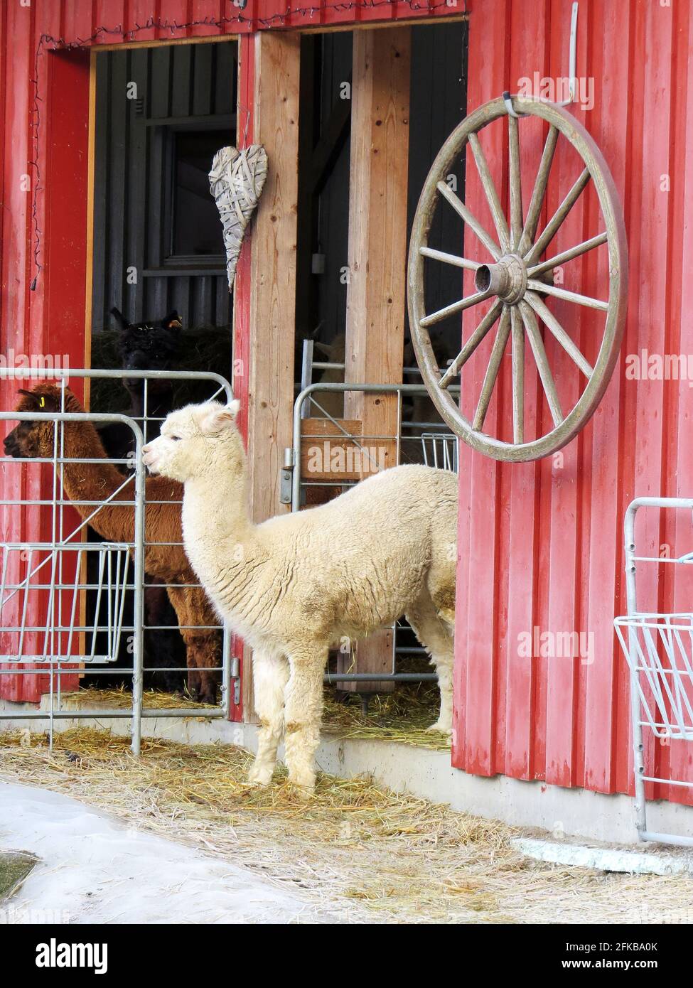 Cute and curious alpaca animals in the farm Stock Photo - Alamy