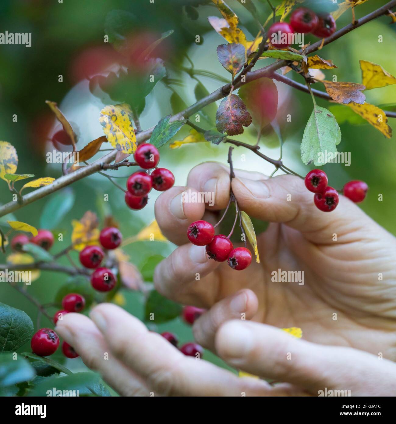 English hawthorn, midland hawthorn (Crataegus laevigata, Crataegus ...