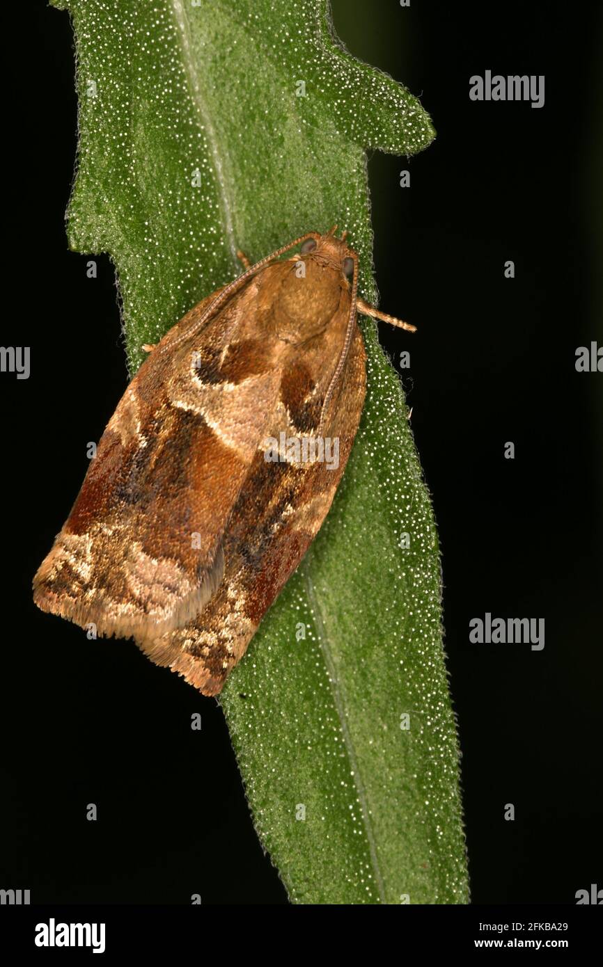 Variegated golden tortrix hi-res stock photography and images - Alamy