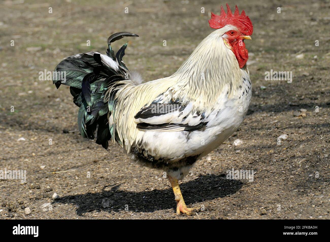 domestic fowl (Gallus gallus f. domestica), rooster standing on one leg ...