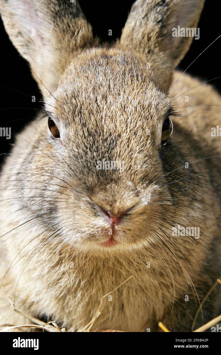 domestic rabbit (Oryctolagus cuniculus f. domestica), in the straw ...