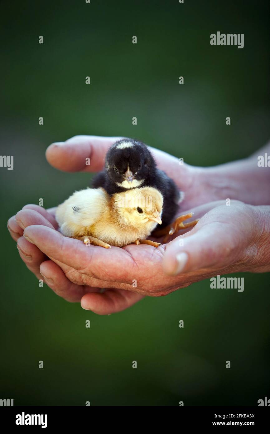 domestic fowl (Gallus gallus f. domestica), chicks in the hand of a ...
