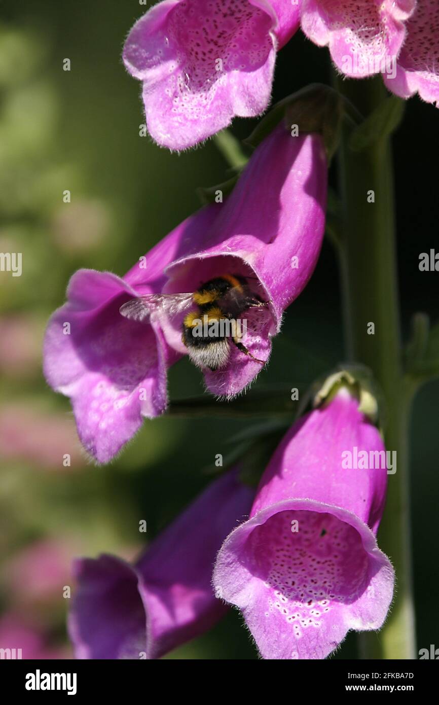 common foxglove, purple foxglove (Digitalis purpurea), flowers with ...