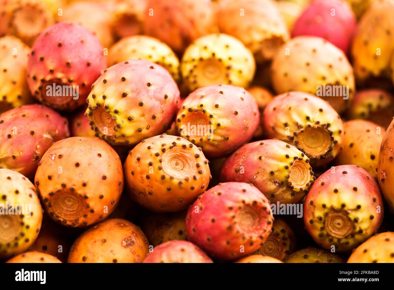 Indian fig, cactus pear (Opuntia ficus-indica, Opuntia ficus-barbarica ...