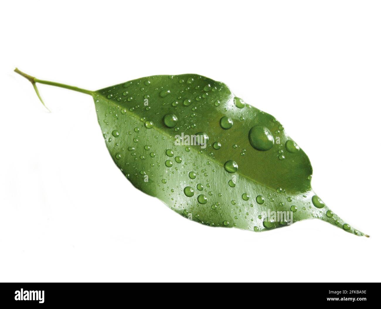 Weeping Fig, Tropical Laurel (Ficus benjamina, Ficus benjamini), leaf ...