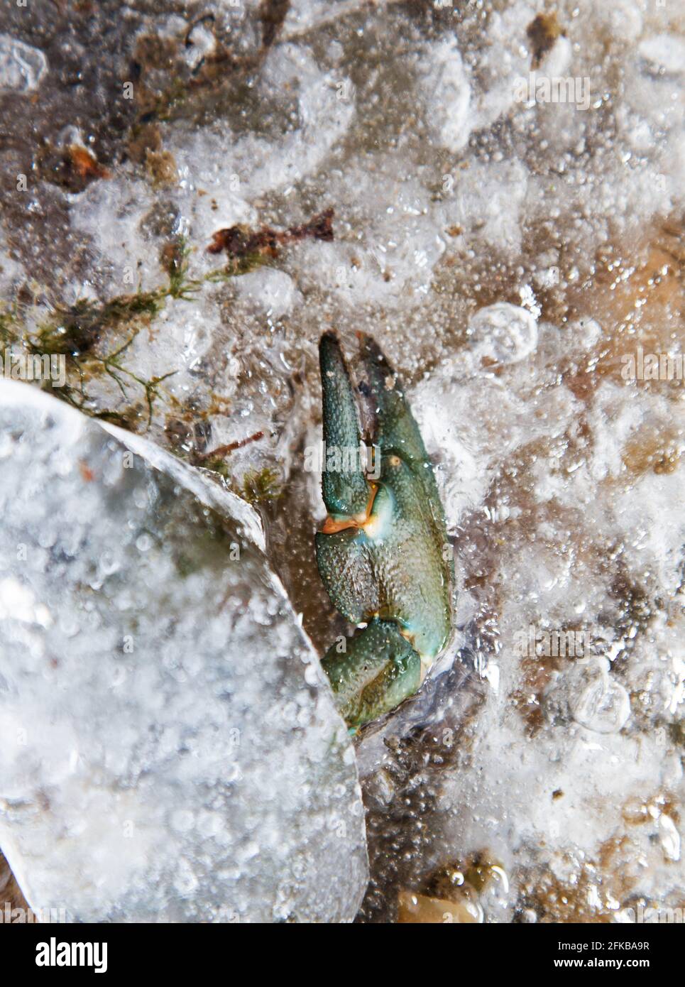 Dead crayfish hi-res stock photography and images - Alamy