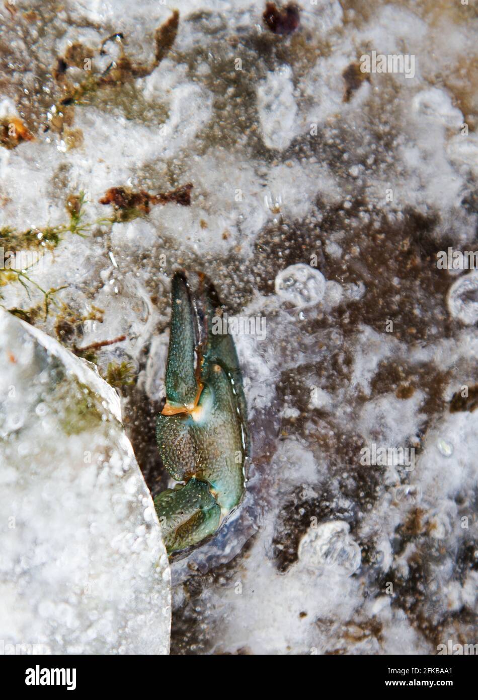 A dead crayfish in the ice on lake Vättern Stock Photo - Alamy