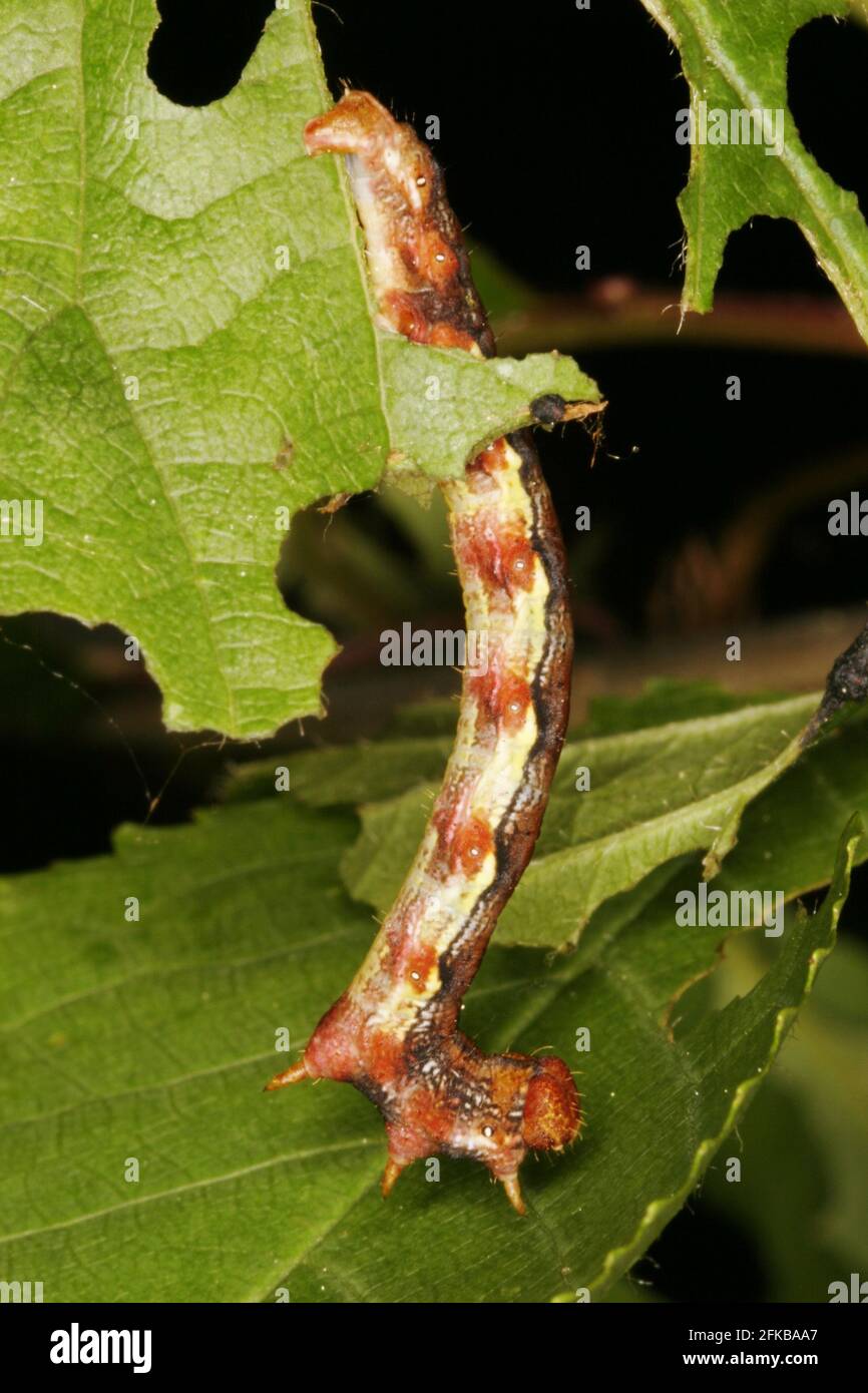 Mottled umber (Erannis defoliaria, Phalaena defoliaria, Hybernia ...