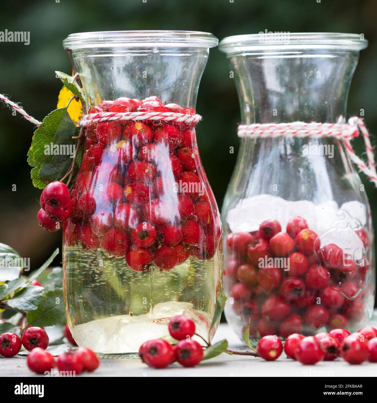 English hawthorn, midland hawthorn (Crataegus laevigata, Crataegus ...