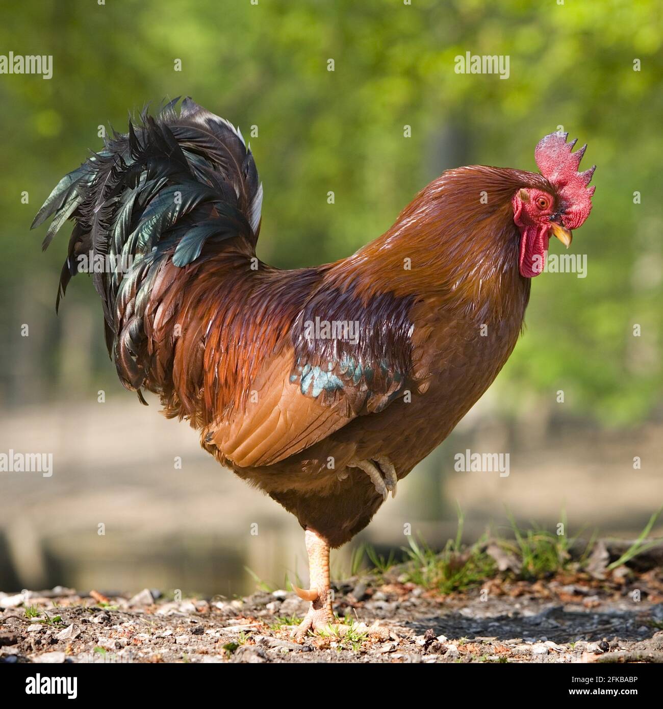 domestic fowl (Gallus gallus f. domestica), rooster standing on one leg ...