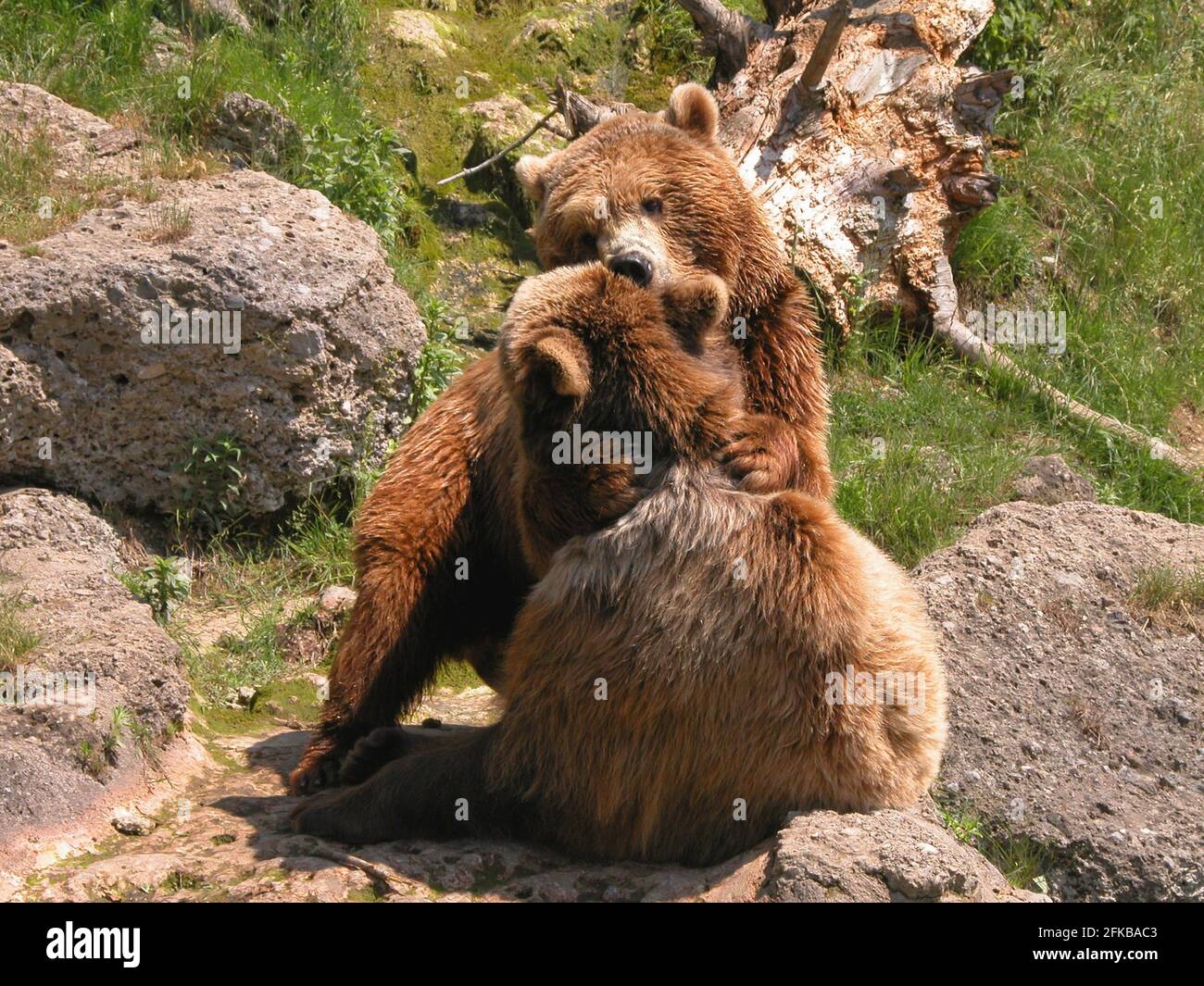 Two brown bears zoo animals hi-res stock photography and images - Alamy