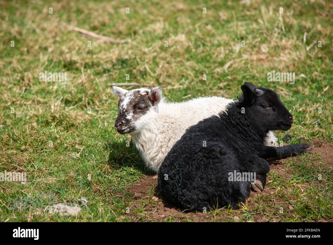 Black and white lamb of Black Faced Sheep resting in the spring ...