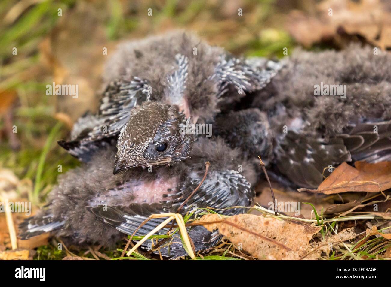 Swift bird nest hi-res stock photography and images - Alamy