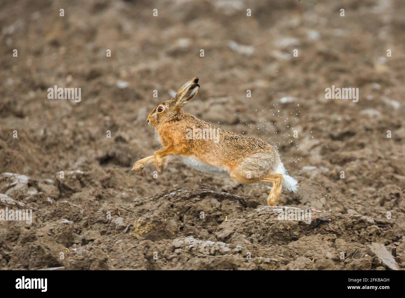 Jumping out the water hi-res stock photography and images - Alamy