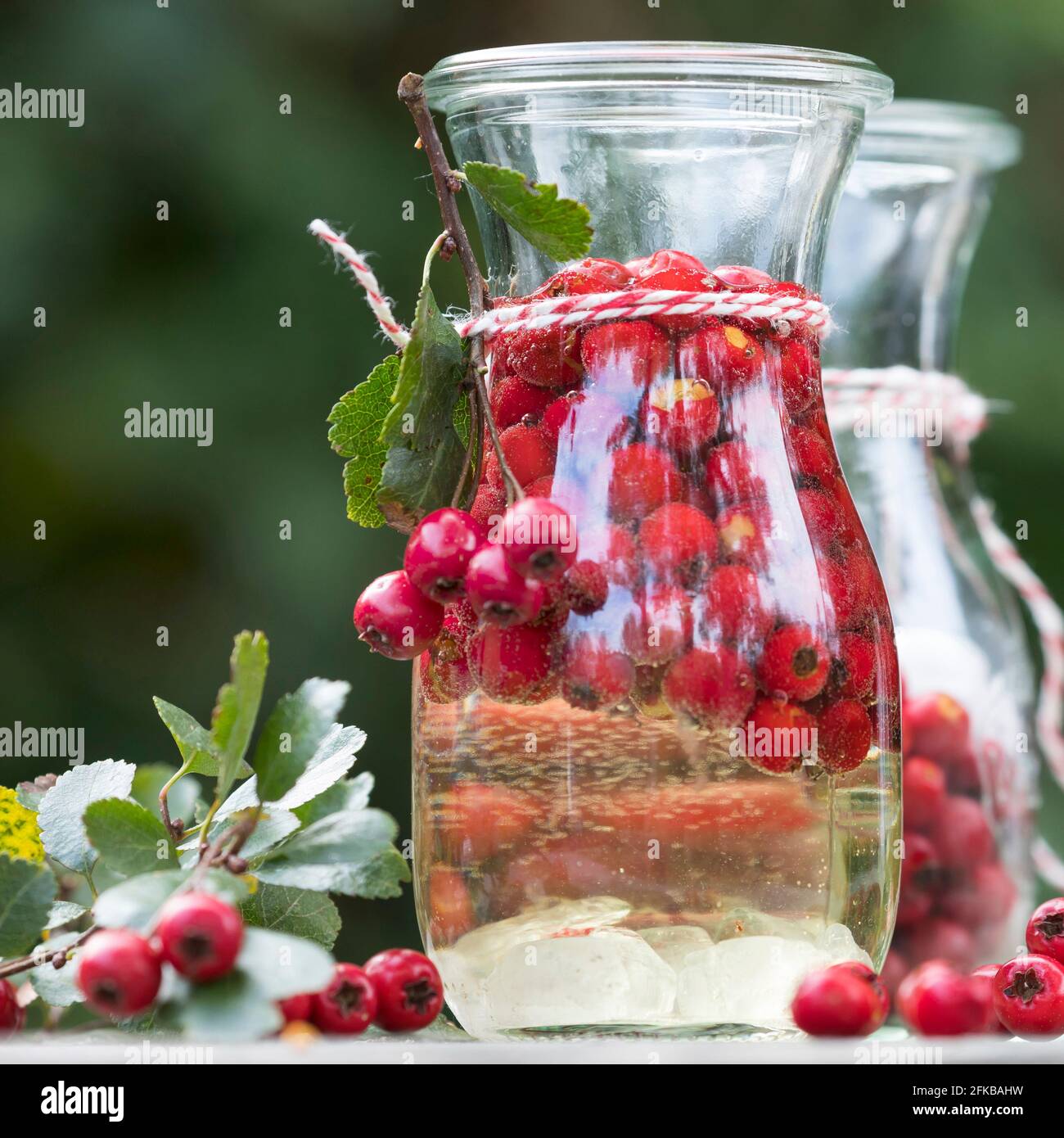 English hawthorn, midland hawthorn (Crataegus laevigata, Crataegus ...