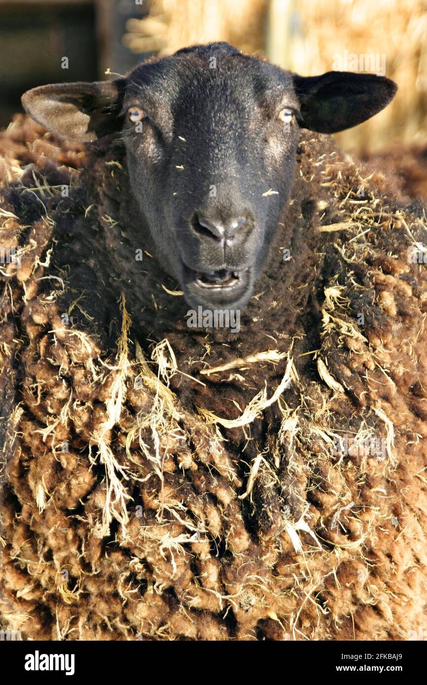 Sheep breed from austria hi-res stock photography and images - Alamy