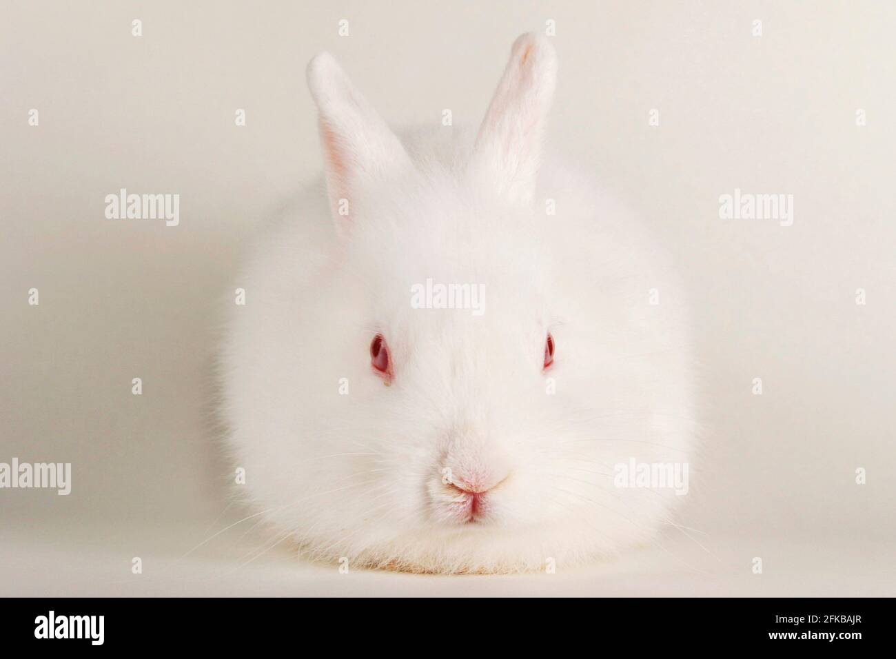 Angora rabbit (Oryctolagus cuniculus f. domestica), white young rabbit ...
