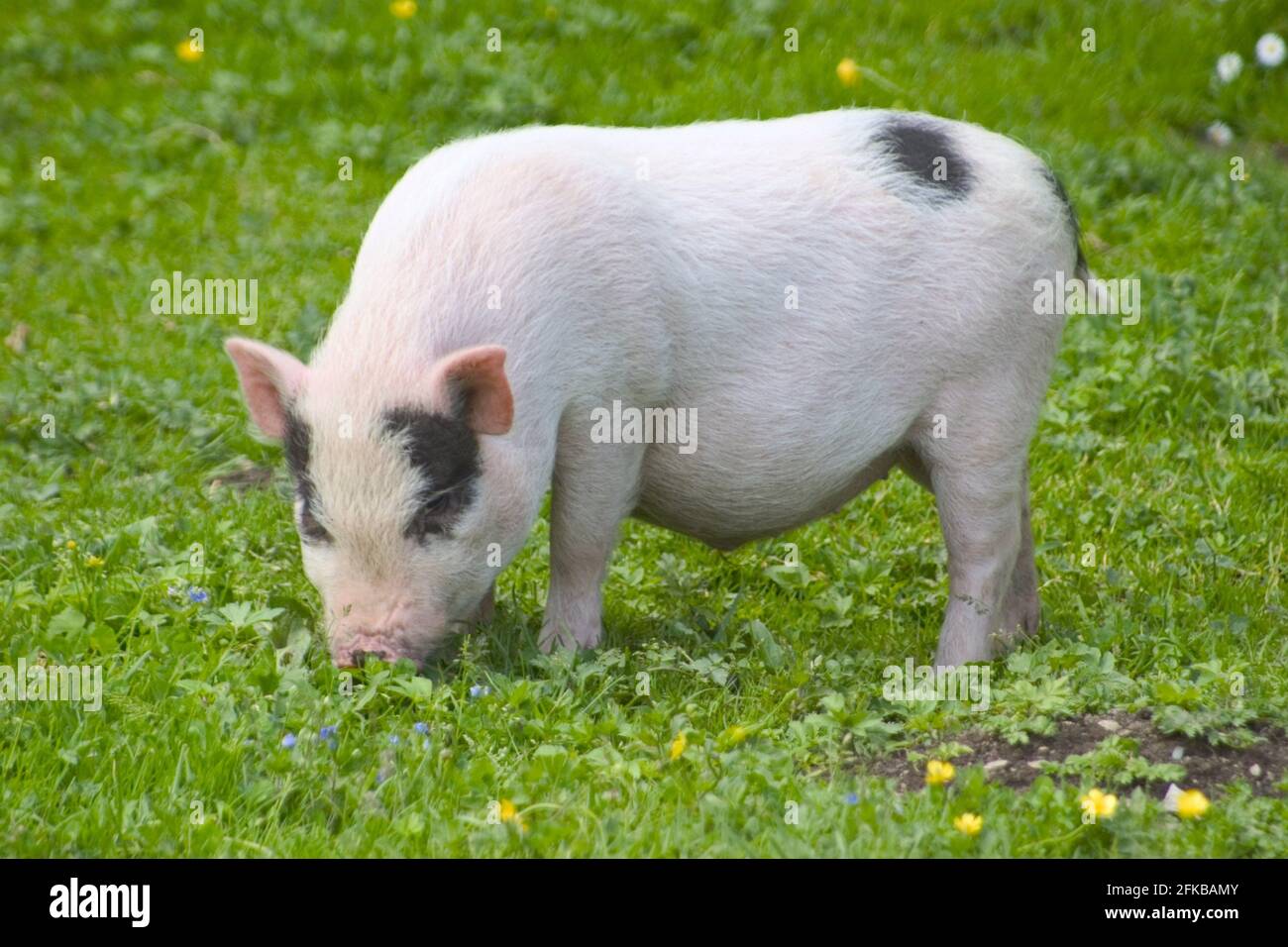 domestic pig (Sus scrofa f. domestica), piglet in a meadow, side view ...
