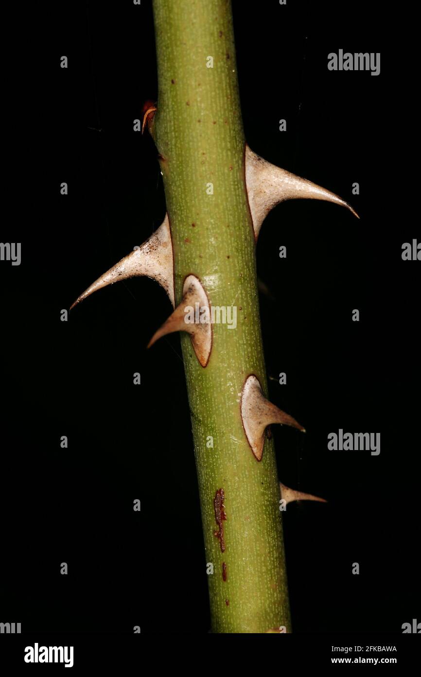 Spiny stem hi-res stock photography and images - Alamy