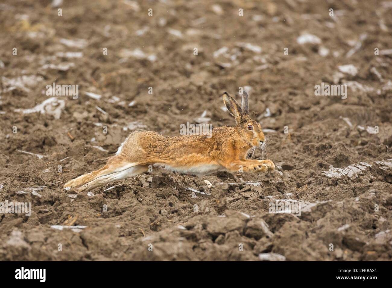 Hare jumping hi-res stock photography and images - Alamy