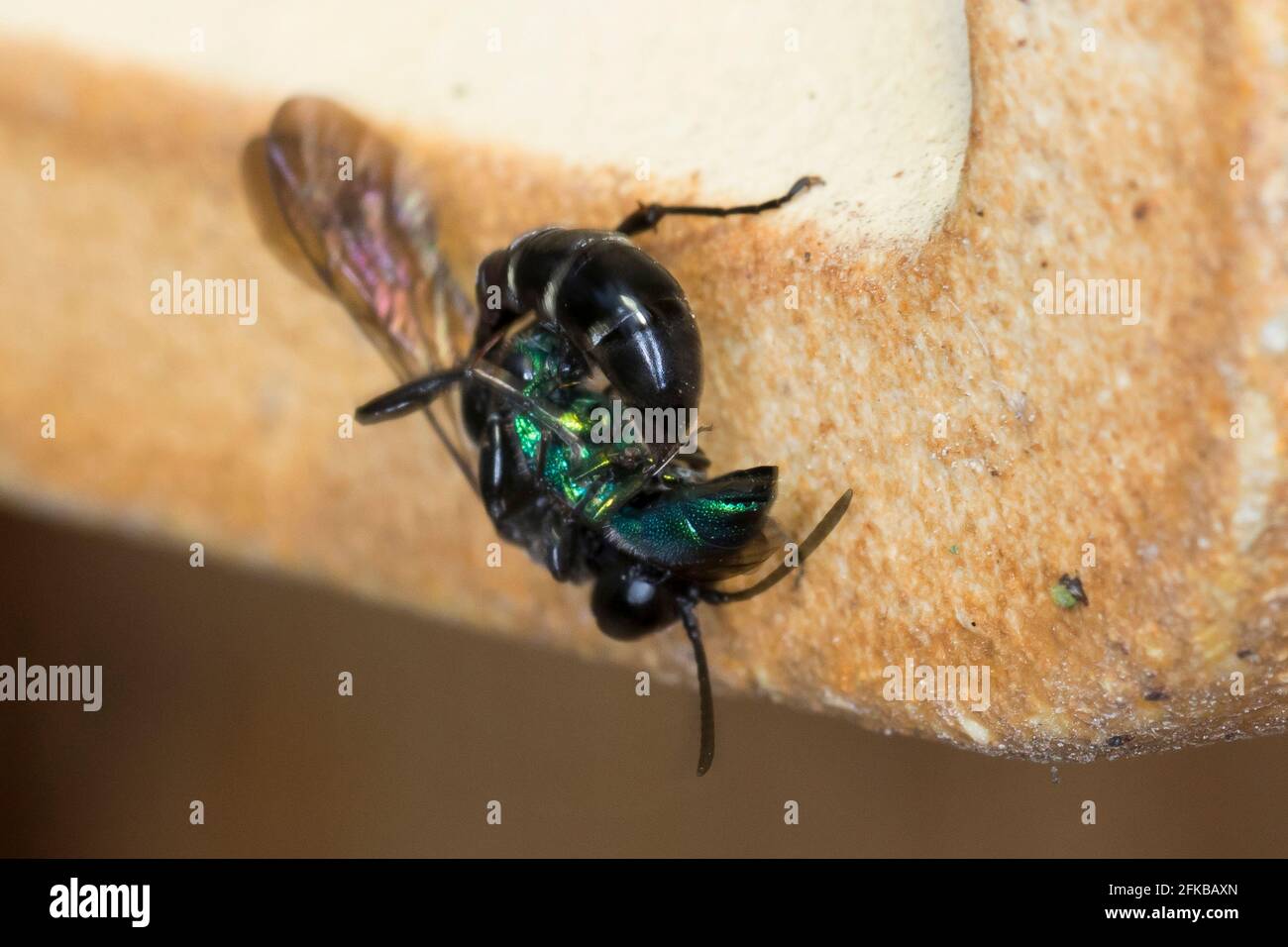 organ pipe mud dauber, digger wasp (Trypoxylon cf. figulus), with a ...