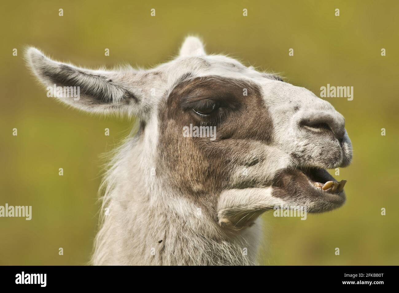 Llama side view hi-res stock photography and images - Alamy