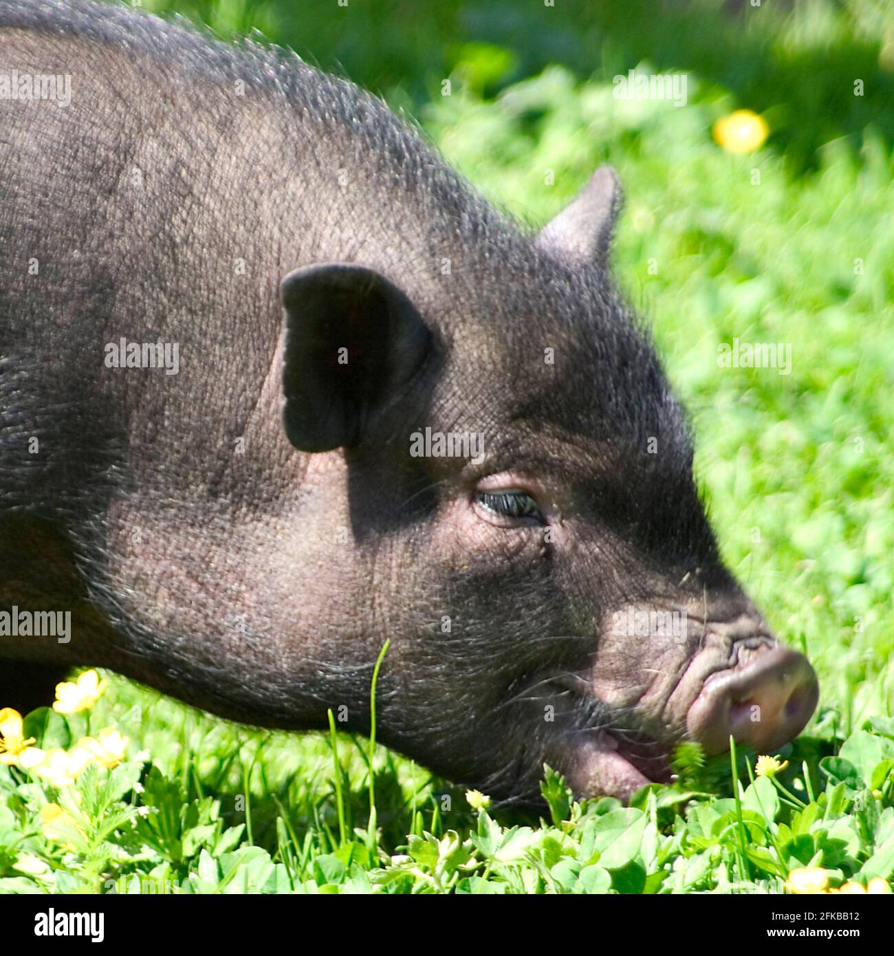 domestic pig (Sus scrofa f. domestica), piglet in a meadow, side view ...