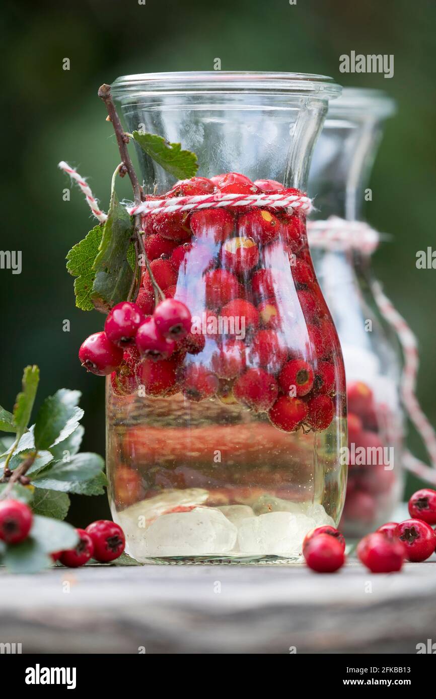 English hawthorn, midland hawthorn (Crataegus laevigata, Crataegus ...