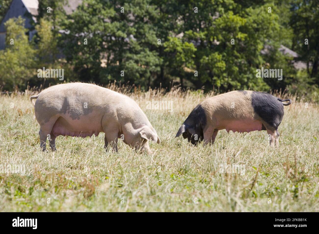 Pigs eating hi-res stock photography and images - Alamy