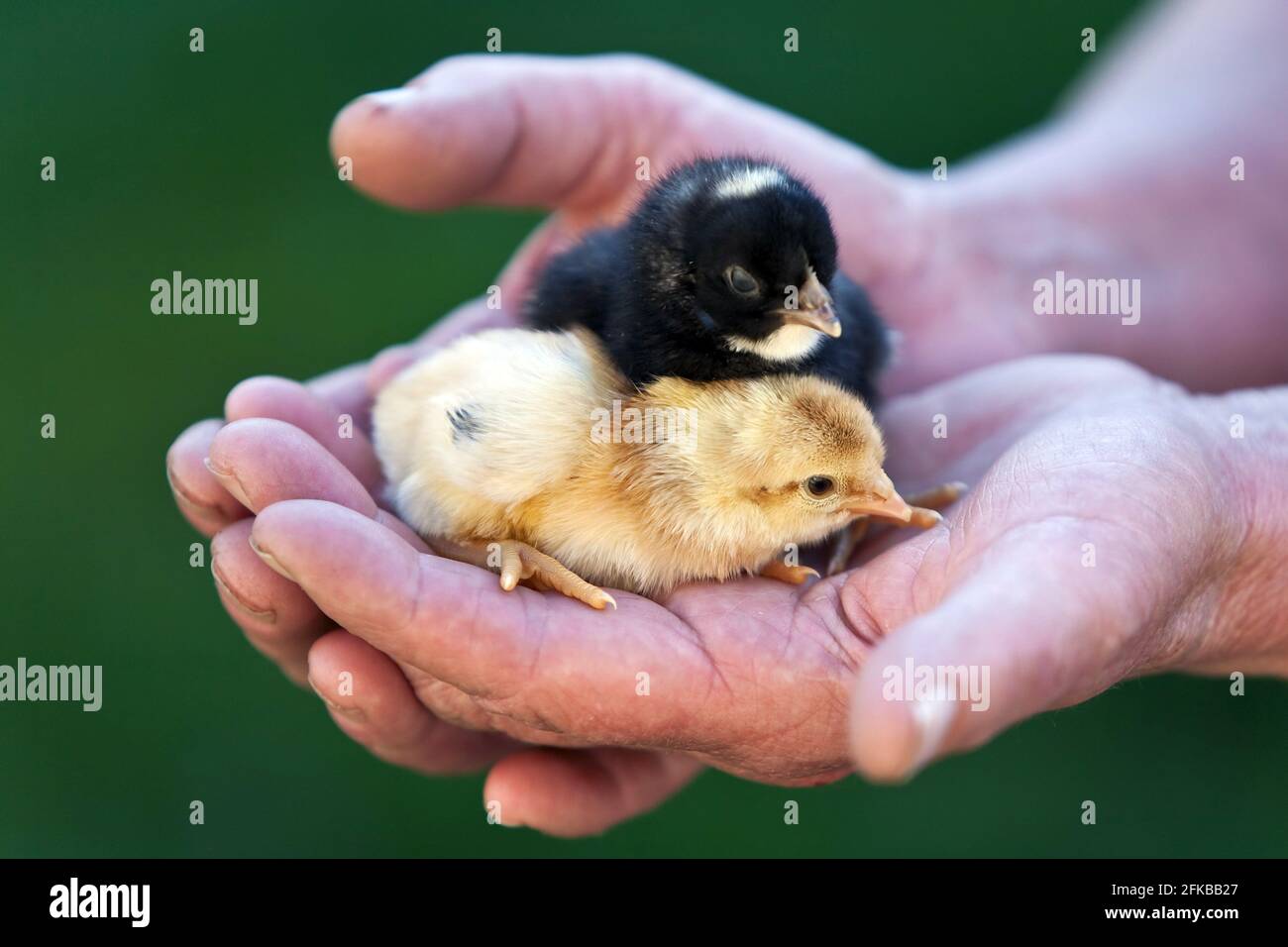 domestic fowl (Gallus gallus f. domestica), chicks in the hand of a ...