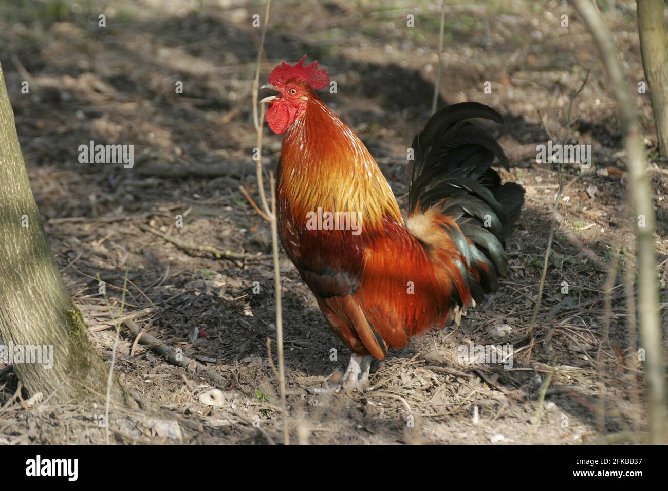 domestic fowl (Gallus gallus f. domestica), crowing rooster, side view ...