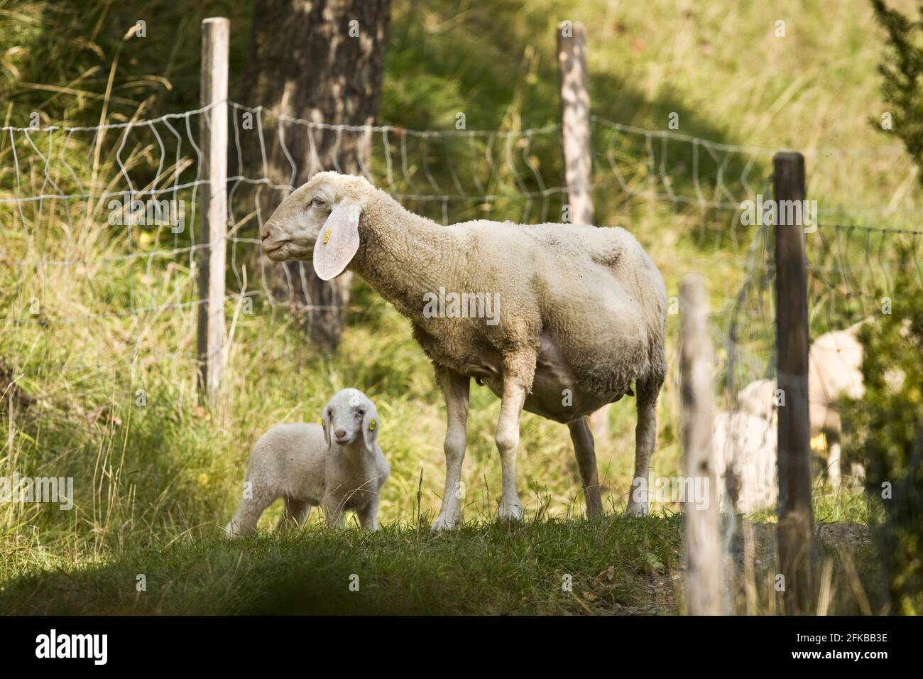 Female sheep hi-res stock photography and images - Alamy