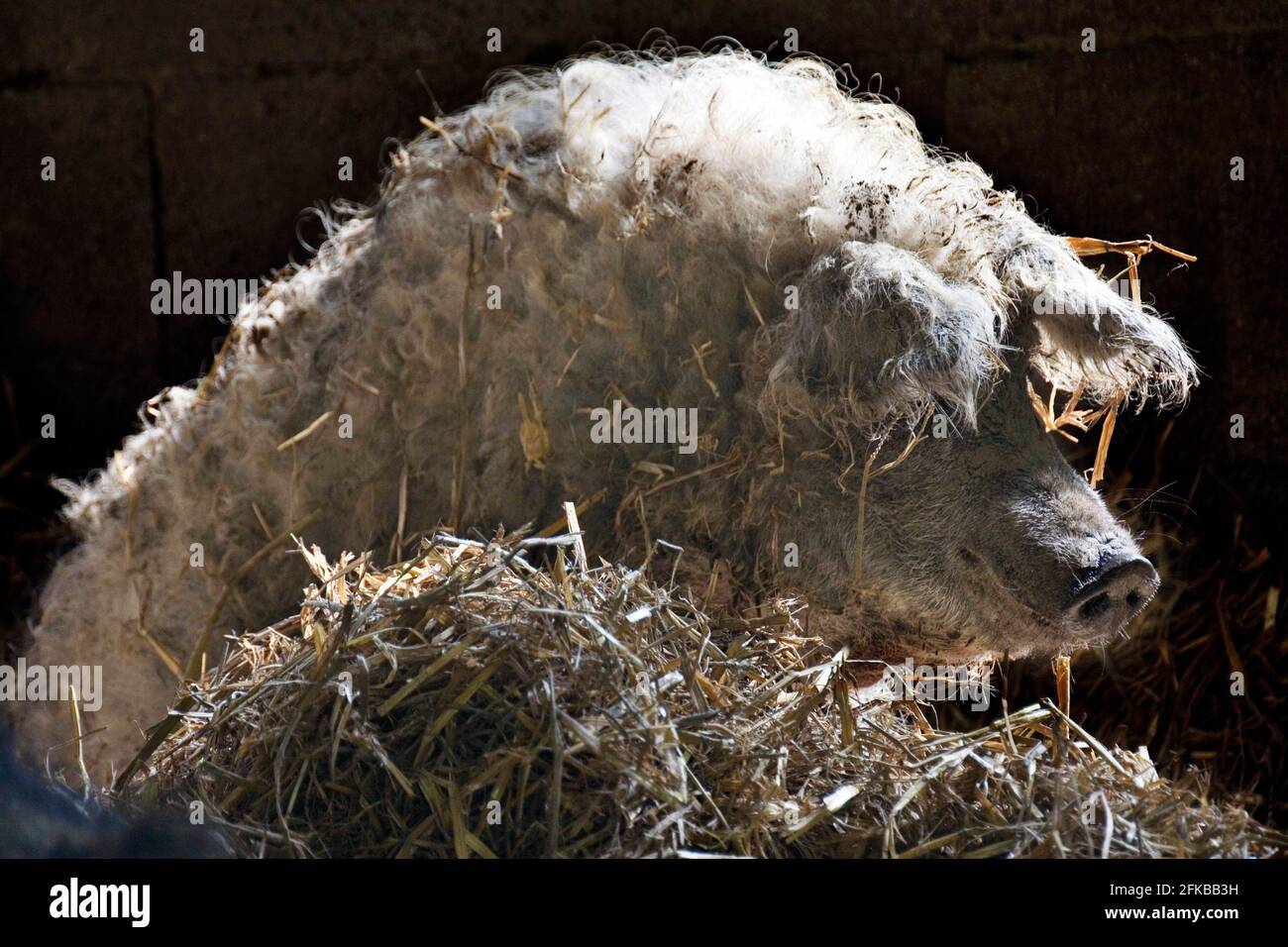 Mangalica, Mangalitsa, Mangalitza, Wooly Pig (Sus scrofa f. domestica ...
