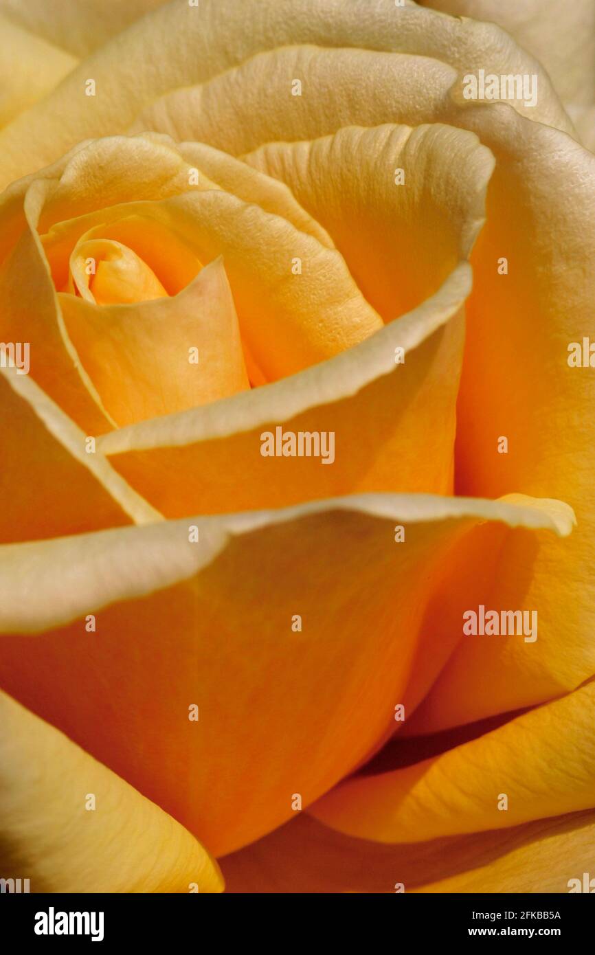 Rose petals yellow roses flowers hi-res stock photography and images ...