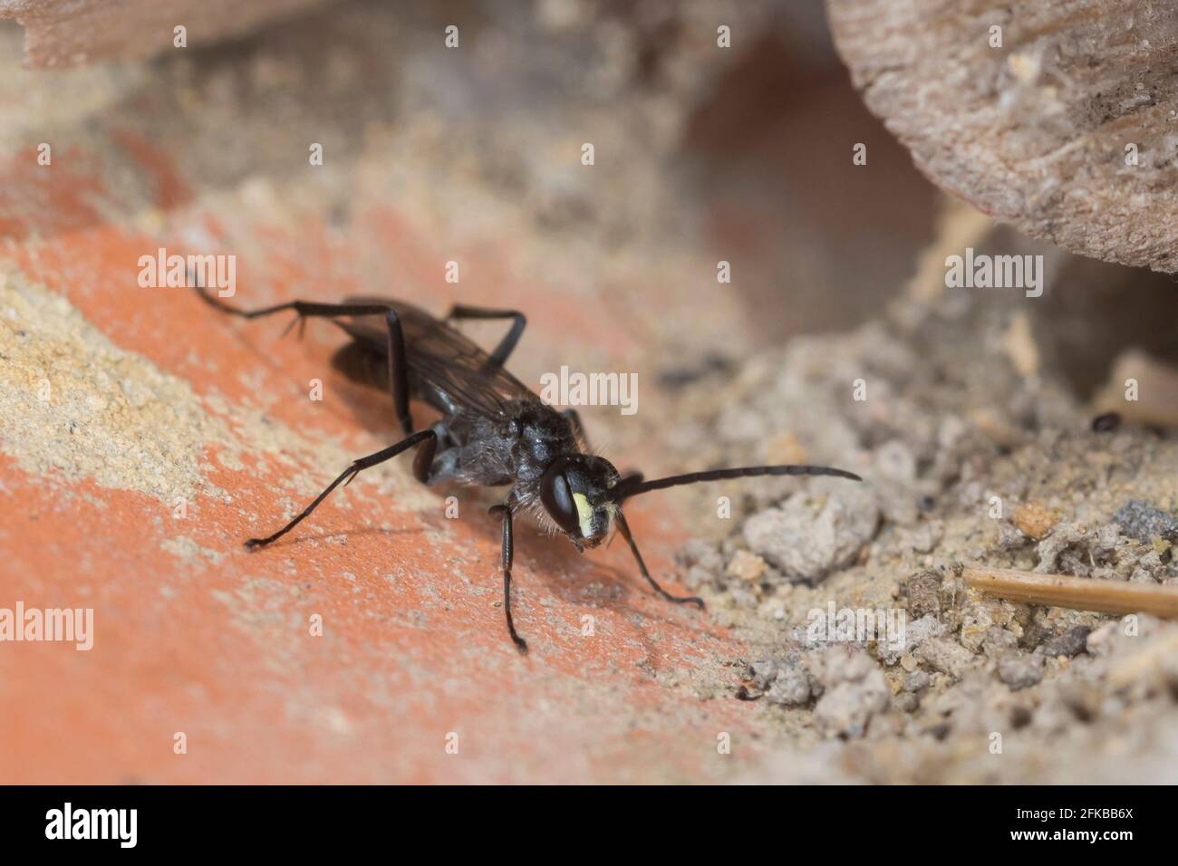 spider wasp, pompilid wasp (Auplopus carbonarius, Pseudagenia ...