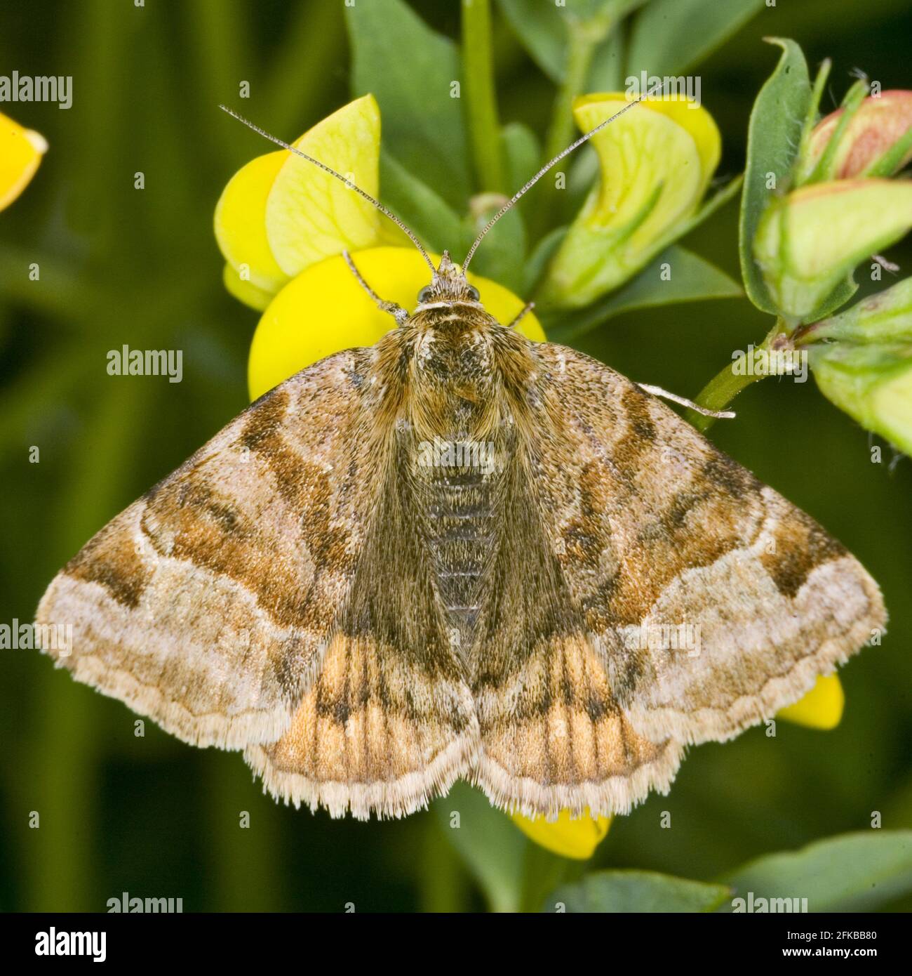 burnet companion (Ectypa glyphica, Euclidia glyphica), sits on a flower ...