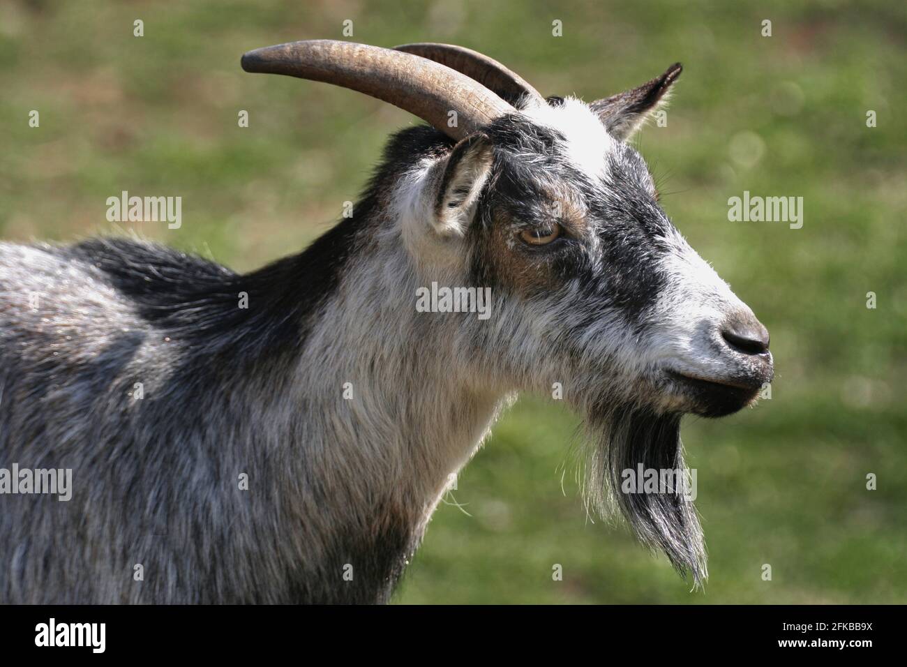 domestic goat (Capra hircus, Capra aegagrus f. hircus), portrait, side ...