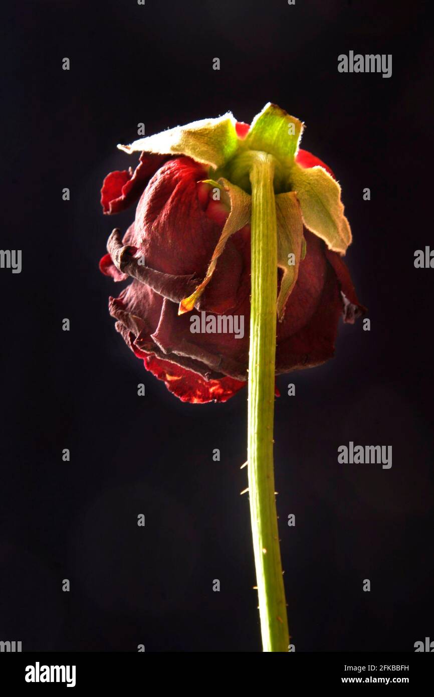 Withered rose hi-res stock photography and images - Alamy