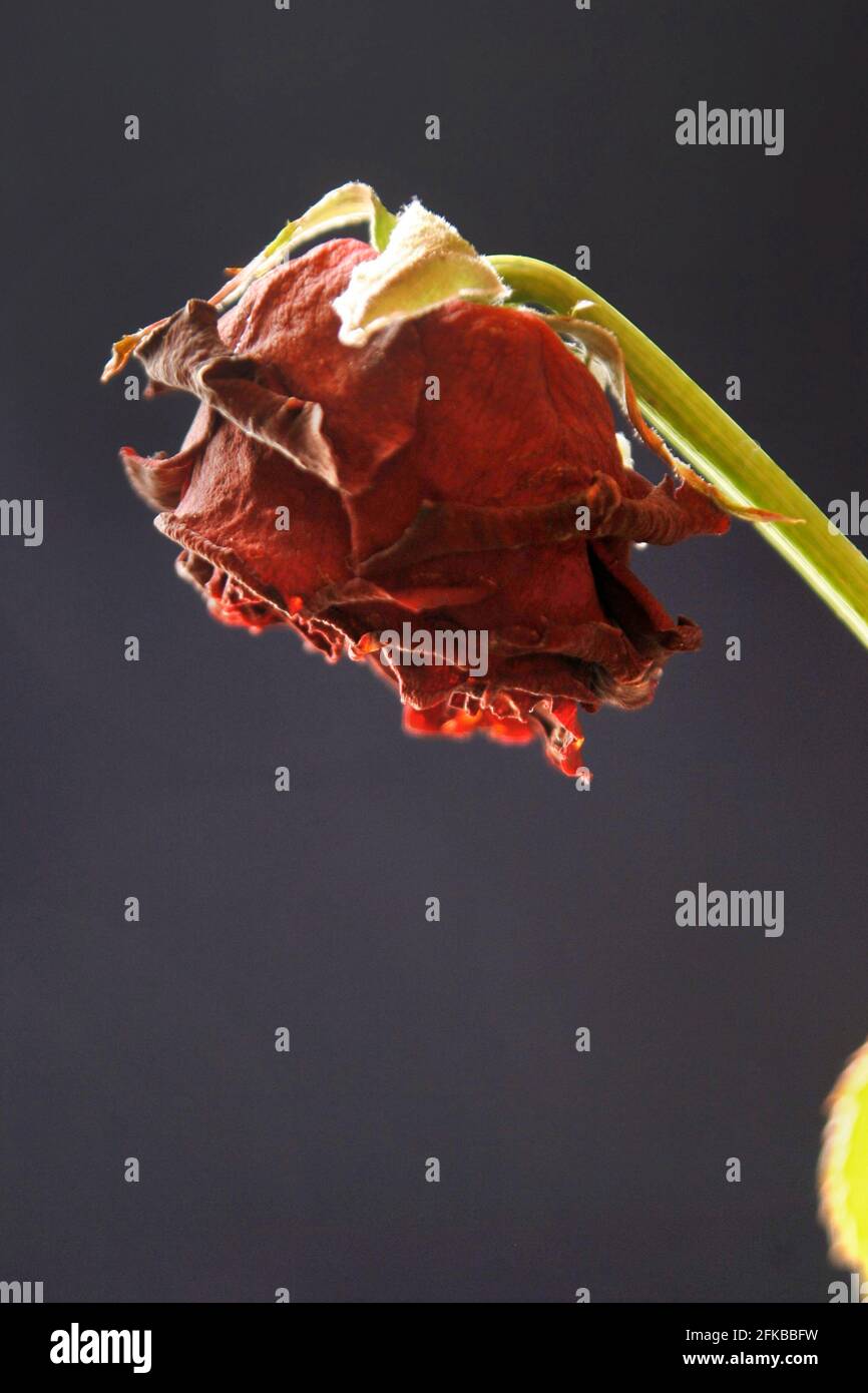 Withering pink rose hi-res stock photography and images - Alamy