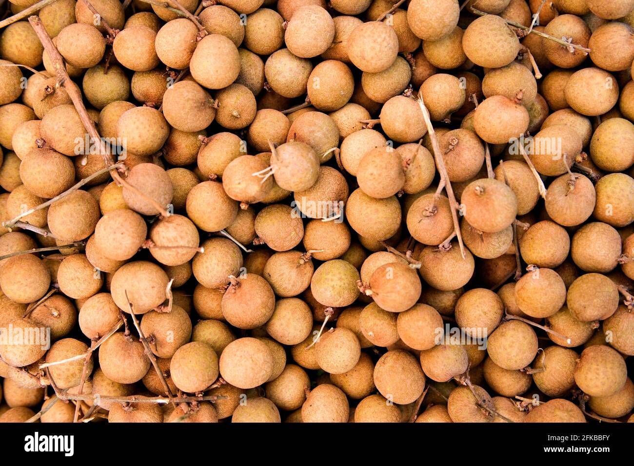 longan (Dimocarpus longana), fresh longan fruits Stock Photo - Alamy