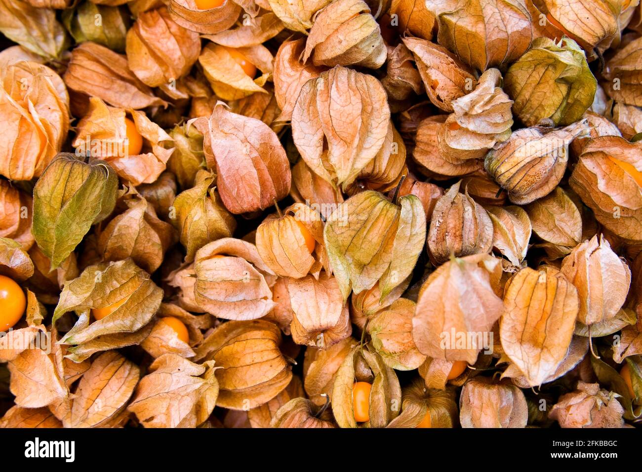 gooseberry, Peruvian ground-cherry (Physalis peruviana), ripe fruits ...