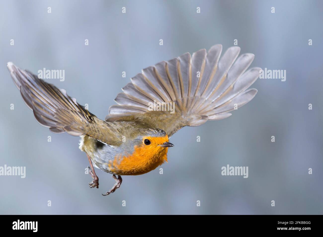 Robin volando hi-res stock photography and images - Alamy